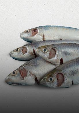 Category - Fish